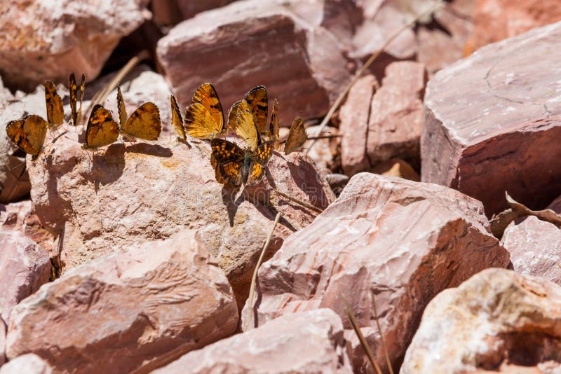 A flutter of Butterflies stock photo. Image of outside - 170939518