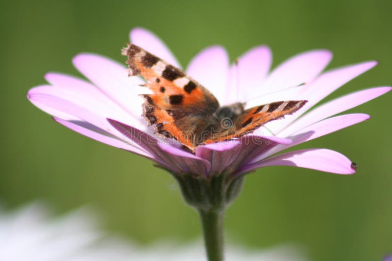 Flutterby stock photo. Image of serenity, resting, osteospermum - 131848