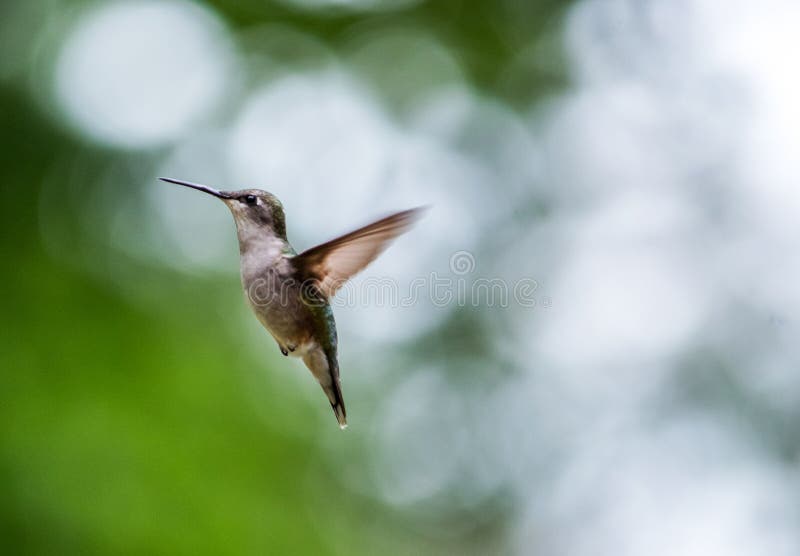 Fluttering Hummingbird Posed in Mid-flight Stock Photo - Image of ...