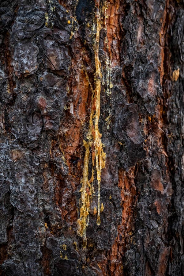 Seiva da árvore imagem de stock. Imagem de madeira, ambarino - 1055939