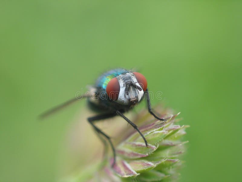 Fly_1 stock image. Image of animals, monster, grass, insects - 391953