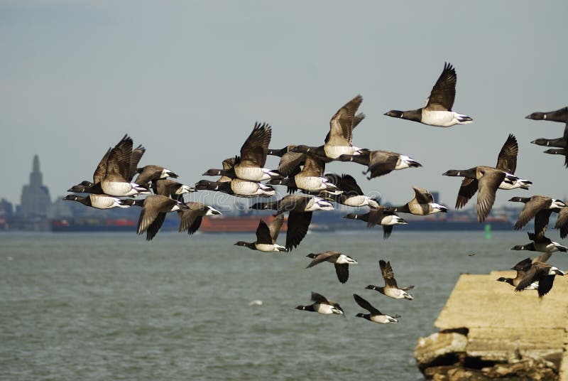 Fly stock photo. Image of migration, wildlife, duck, scared - 10753880