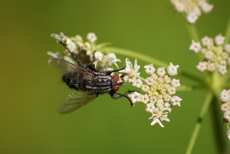 Fly stock image. Image of green, bloom, insekt, eating - 11854819