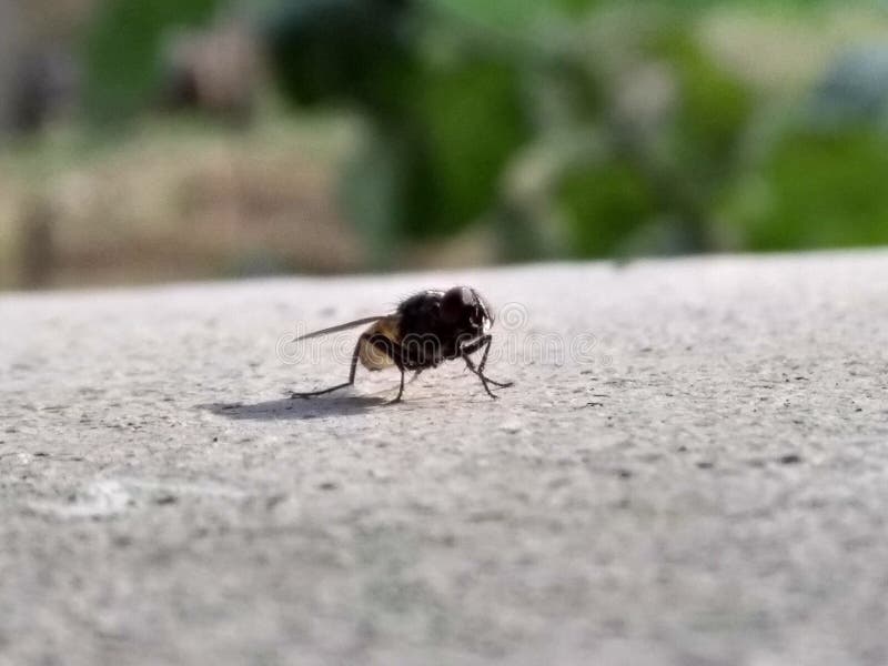 Fly stock photo. Image of pests, lava, closeup, insect - 123467642