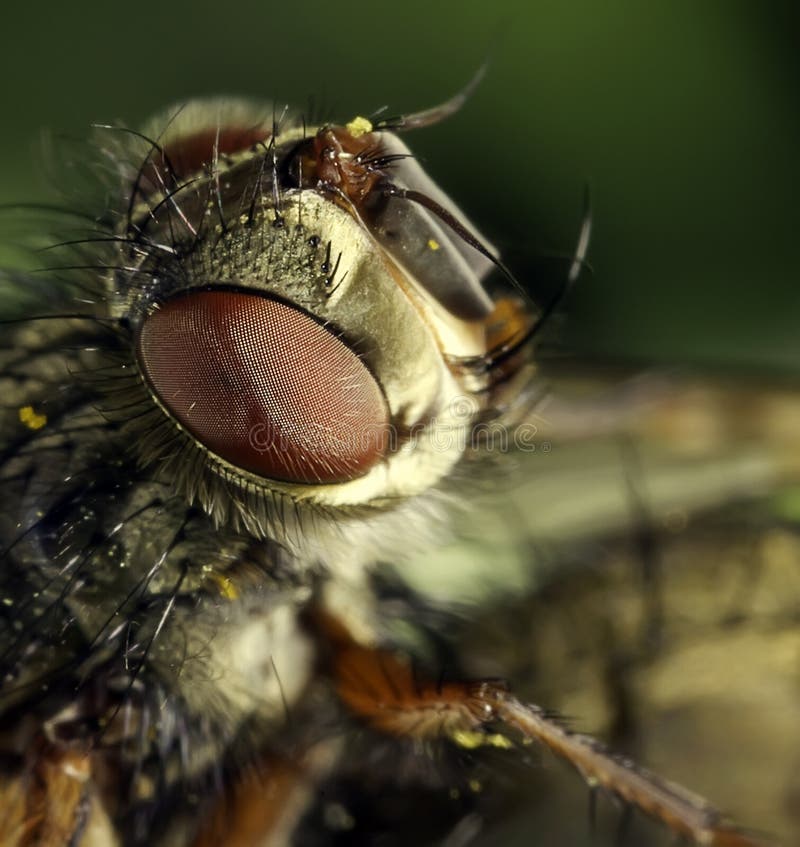 Extreme Sharp and Detailed View of Robber Fly Head Taken with ...
