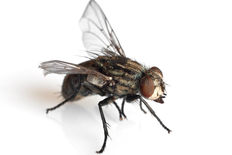 The fly stock image. Image of sharpness, background, prevention - 5598125