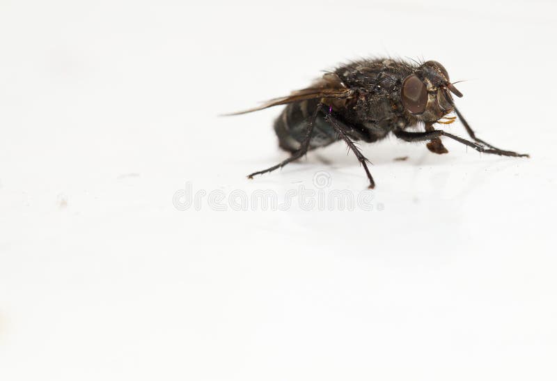 Fly stock image. Image of bacteria, flies, detail, ugly - 17530503