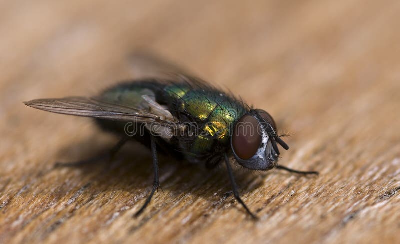 Fly stock image. Image of floral, farm, health, food - 17668229