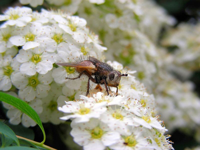 Fly stock photo. Image of meadow, outdoors, close, invertebrate - 18288012