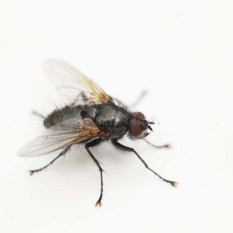 House Fly stock photo. Image of buzz, wing, insecticide - 10203720
