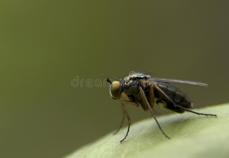 Gadfly - dangerous insect stock photo. Image of insect - 61268082