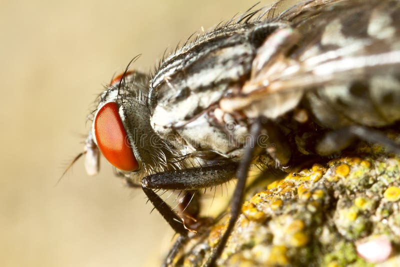 Fly stock image. Image of insect, zoom, biology, eyes - 25375573