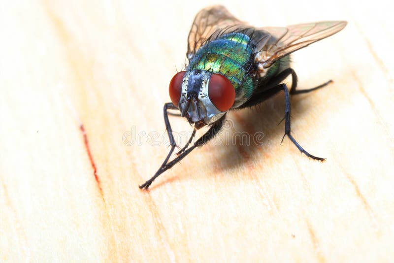 Fly stock photo. Image of pest, small, wildlife, details - 20415258