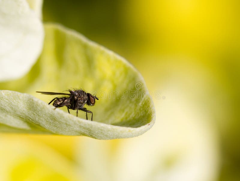 Fly stock photo. Image of close, detail, relax, sitting - 27275840