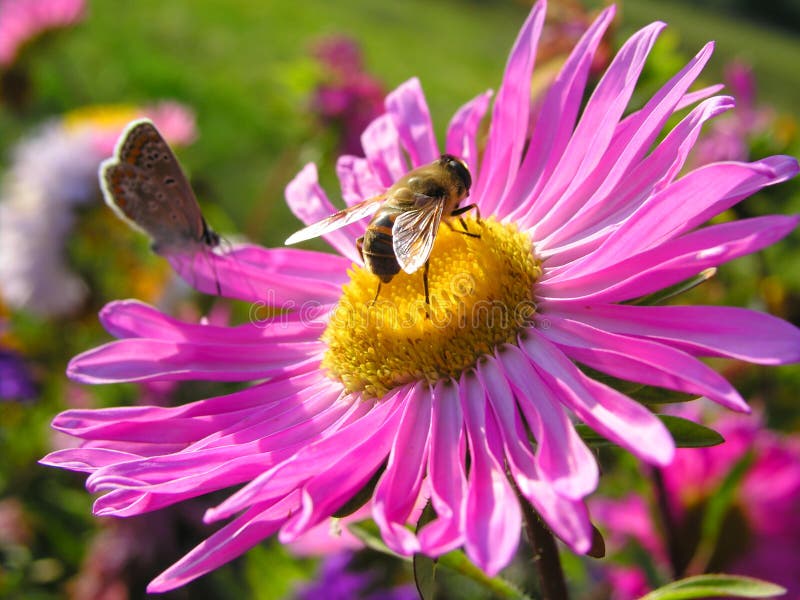 Fly 3 stock image. Image of nature, shaggy, wait, harvest - 429625