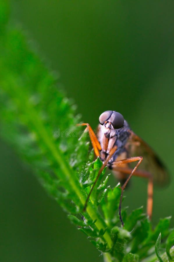 Fly Picture. Image: 3245896