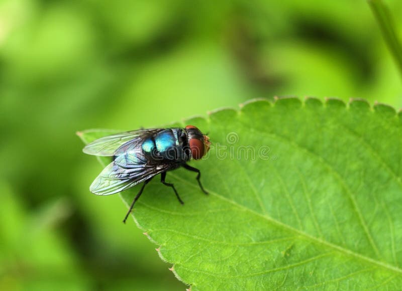 The fly stock image. Image of ommateum, nature, dirty - 3438031