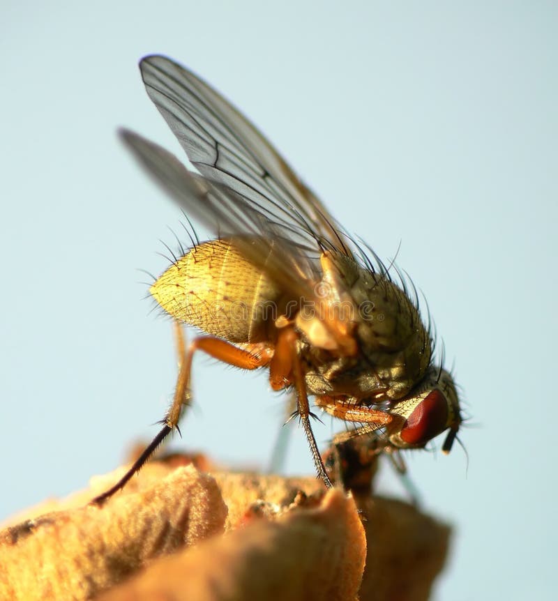 The Fly Picture. Image: 2390483