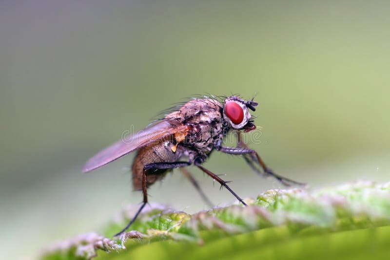 Fly drinking water stock photo. Image of flies, garden - 5611352