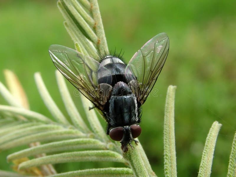 Fly Picture. Image: 5195667