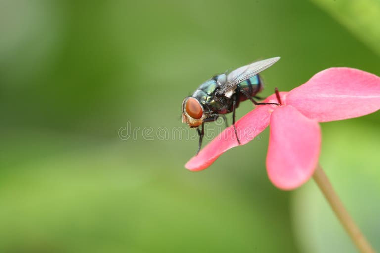 Fly stock image. Image of pink, green, insects, colorful - 5564903