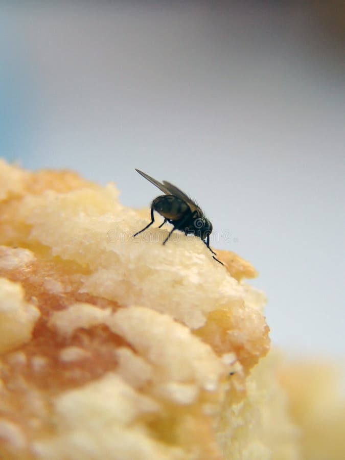 Fly on cake stock image. Image of house, body, insect - 6235653