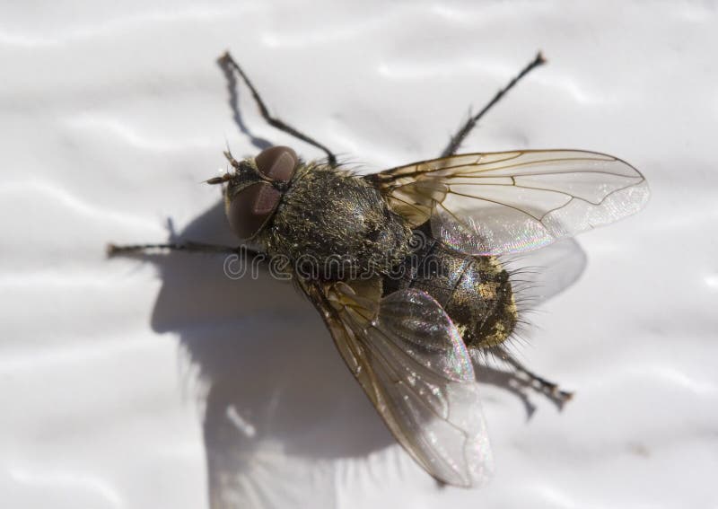 House Fly stock image. Image of small, microscope, wing - 1826685