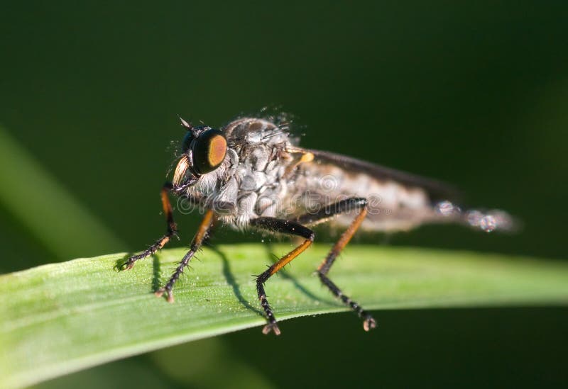 Fly Picture. Image: 6812347