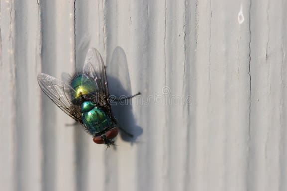 Fly stock photo. Image of insect, poop, green, housefly - 816796