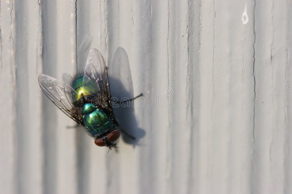 Fly stock photo. Image of insect, poop, green, housefly - 816796