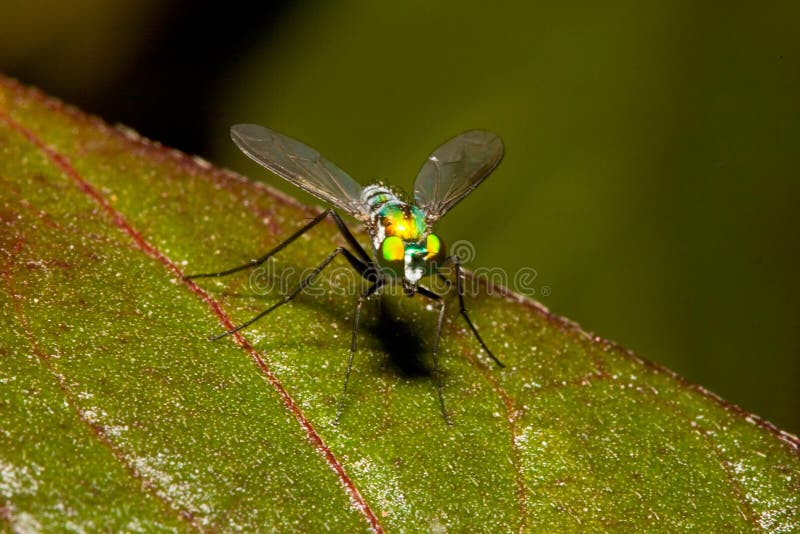 Fly stock image. Image of wildlife, closeup, mosquito, wing - 92187
