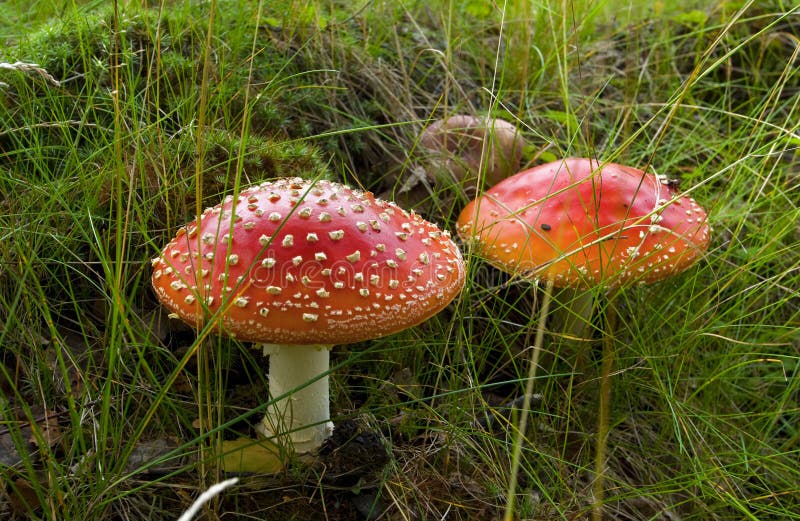 Fly agaric stock image. Image of macro, agaric, stipe - 10848671