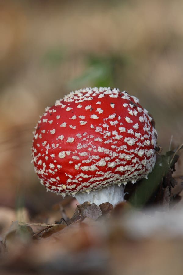 Fly agaric stock photo. Image of white, england, round - 12939350