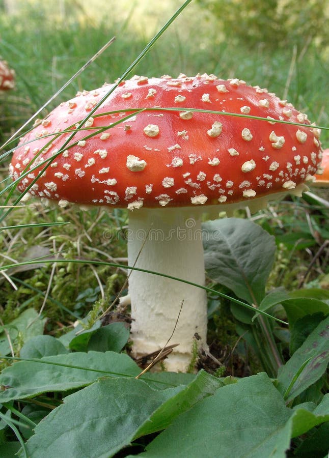 Fly-agaric 2 stock photo. Image of grass, nature, toadstool - 305524