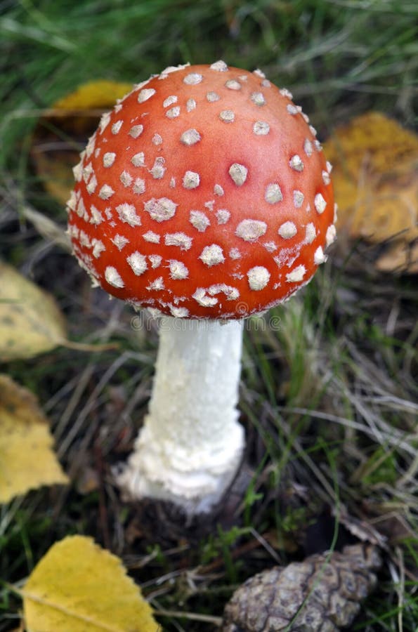 Fly agaric stock image. Image of spotted, agaric, fungus - 21334989