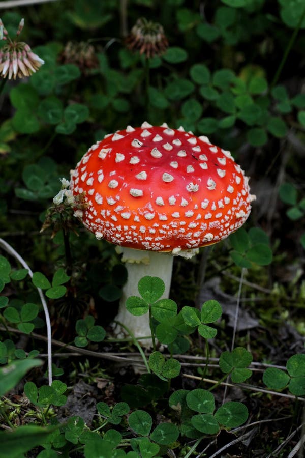 Fly Agaric stock photo. Image of green, fungi, stem, fungus - 22975766