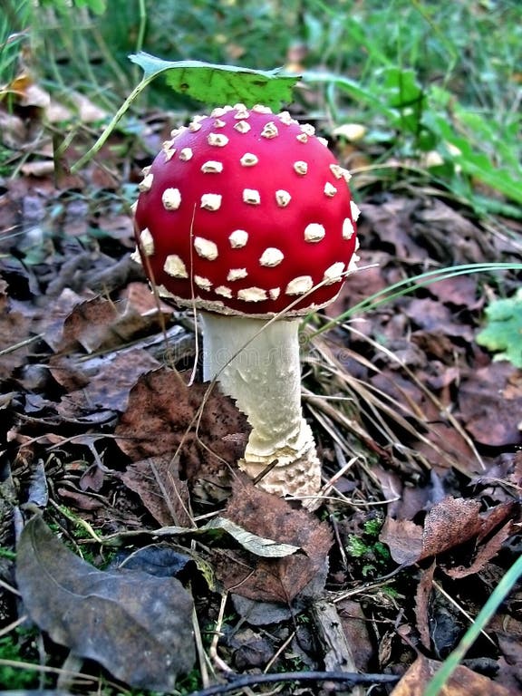 Fly agaric stock image. Image of bedding, grow, autumn - 2345415