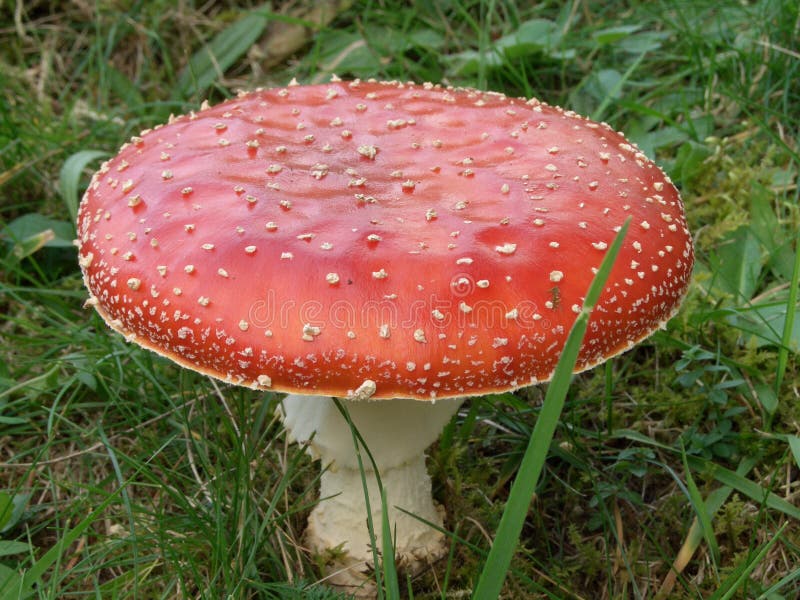 Fly-agaric stock photo. Image of nature, toadstool, white - 305482