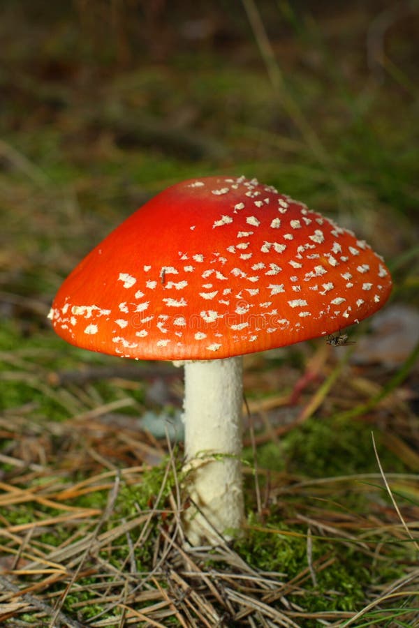 Fly agaric fungi stock image. Image of grow, fungi, fungus - 11891629