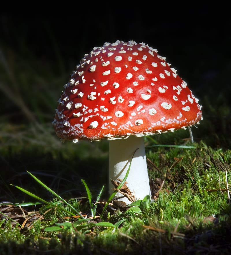 Fly Agaric stock image. Image of autumn, amanita, forest - 46649201