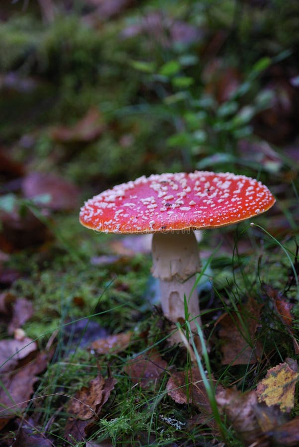 Fly-agaric stock photo. Image of botanical, close, mushroom - 6533296