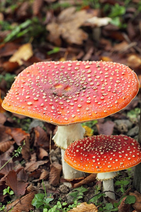 Fly Agaric stock photo. Image of spotted, muscaria, forest - 46693844
