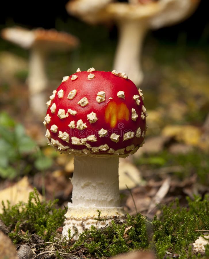 Fly Agaric Or Fly Amanita Mushroom Stock Image - Image of agaric ...