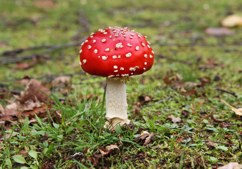Hot Fly Agaric Tea in a Red Cup, a Mystical Halloween Atmosphere ...