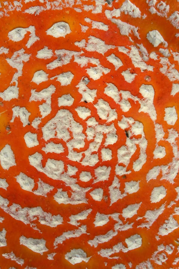 Texture Agaric Macro, Mushroom Stock Image - Image of closeup, healthy ...