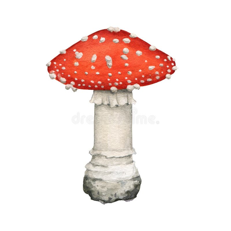 Fly Agaric Mushroom Watercolor Illustration Hand Drawn Poison Fungi