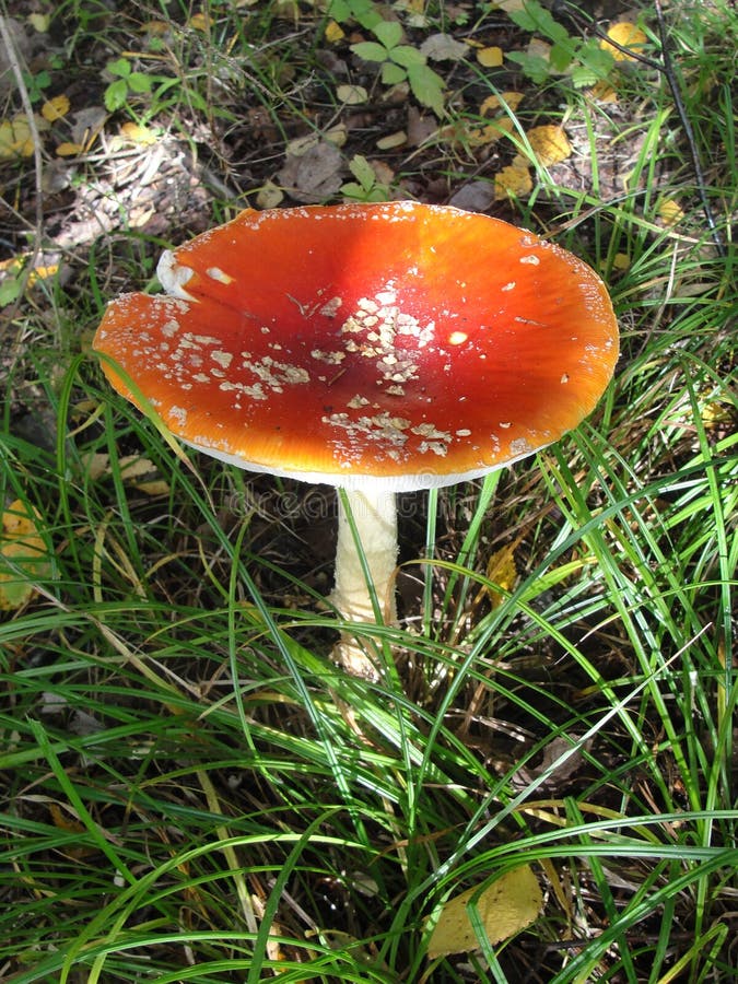 Autumn Northern Forest. Mushroom Orange Red Fly Agaric.Fly Agaric and ...
