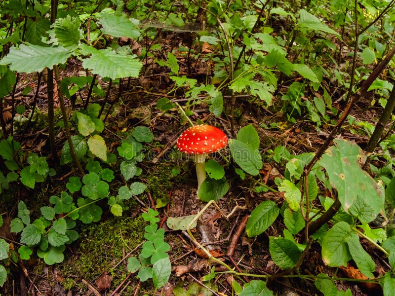 Fly Agaric Mushroom in the Wilderness. Stock Image - Image of ...