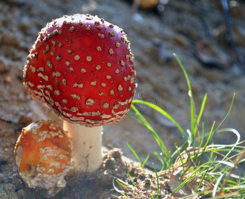 The fly agaric. stock photo. Image of mushroom, mushrooms - 60790662