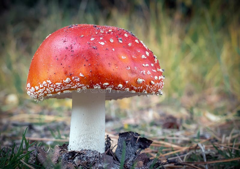 Fly Agaric Red Cap Toadstool Closeup Stock Photo - Image of pictorial ...